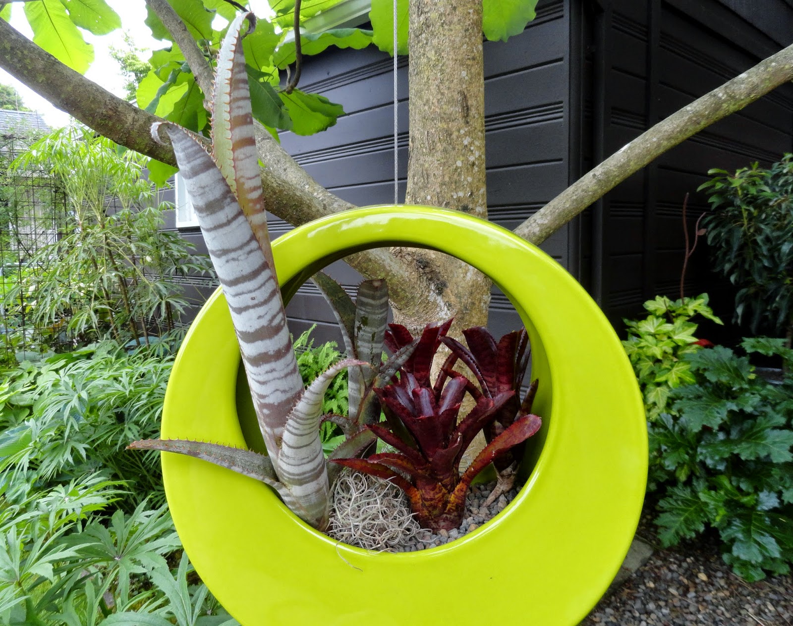 danger garden: My chartreuse circle pot...