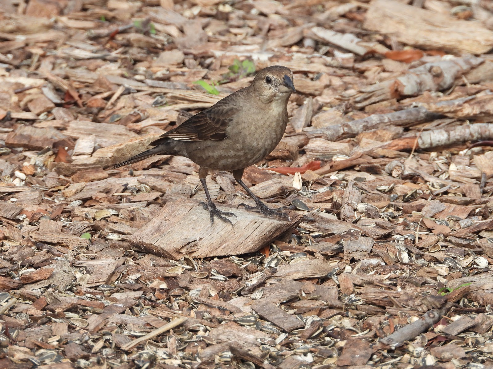 Bird & Travel Photos, Birding Sites, Bird Information: FEMALE BROWN ...