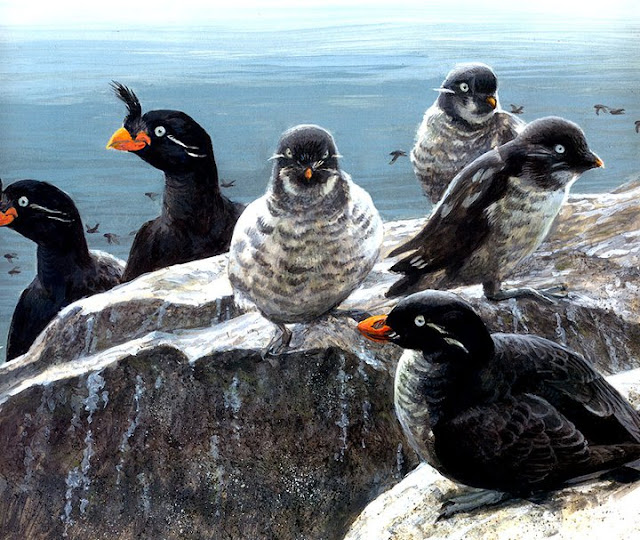 Maher Art Gallery: Robert Bateman paintings