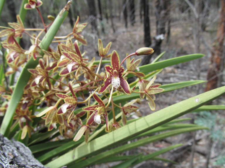 PhyloBotanist: Field work in southern Queensland, part 3: Barakula ...