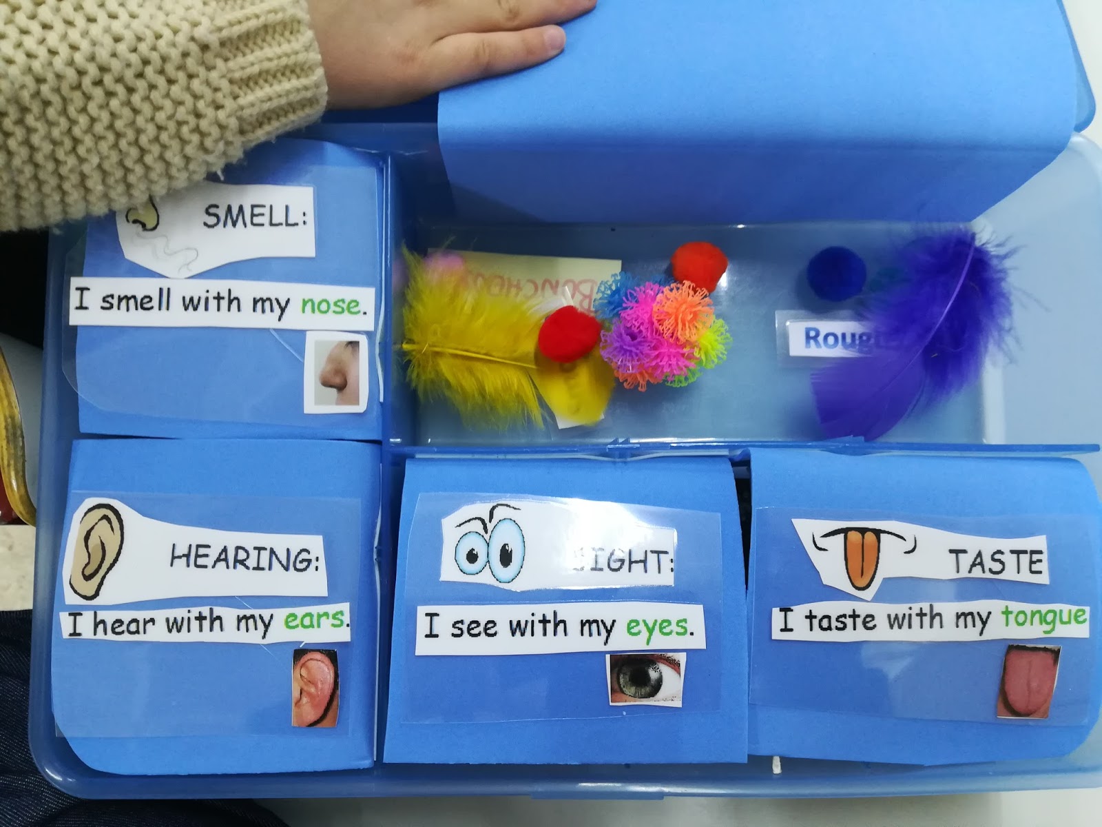 Fslovenglish Los 5 Sentidos The Five Senses