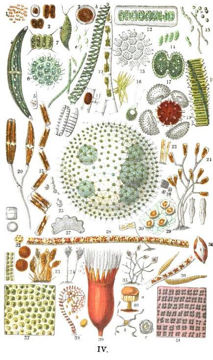 Ephemeral Curios: Micro-plants