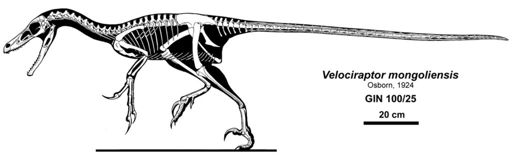 Info Hewan Tumbuhan Prasejarah: Velociraptor, si dinosaurus gesit dari ...