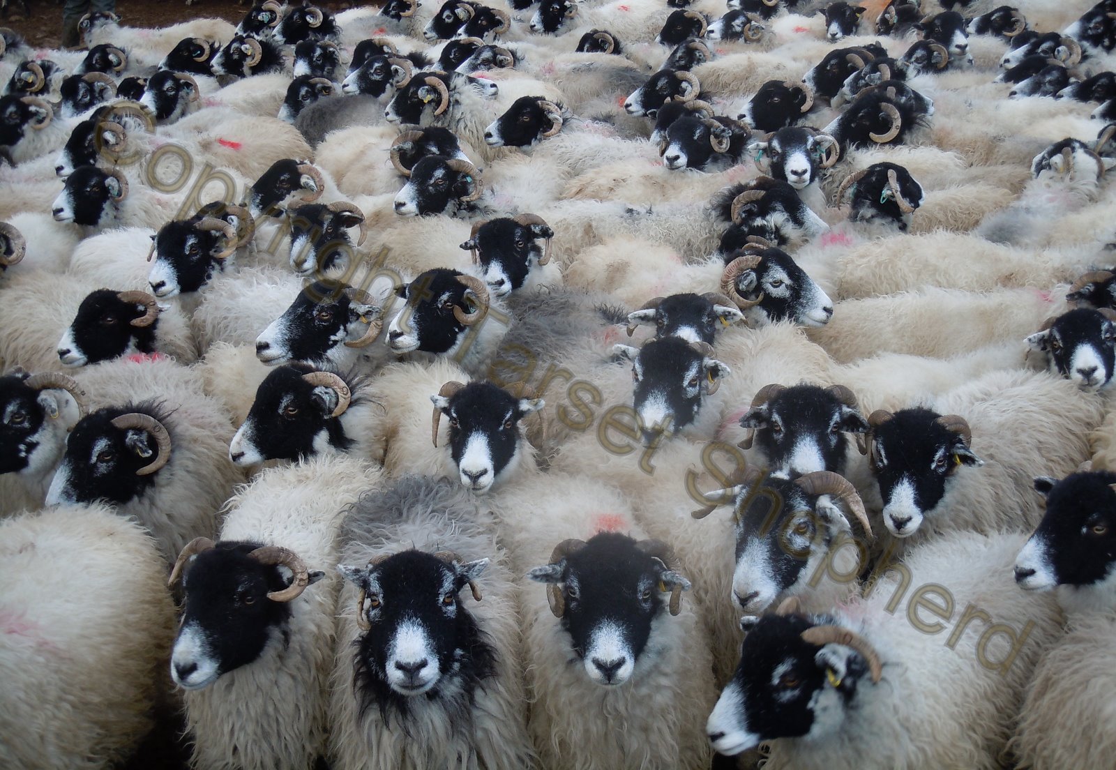 Shepherd's blog: Sheep scanning over for another year