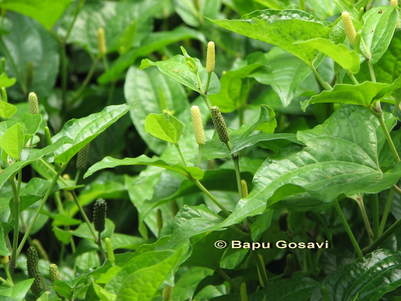 Piper longum , Lendi pimpli, Lendi pipri, Pipri | Flowering Plants and ...