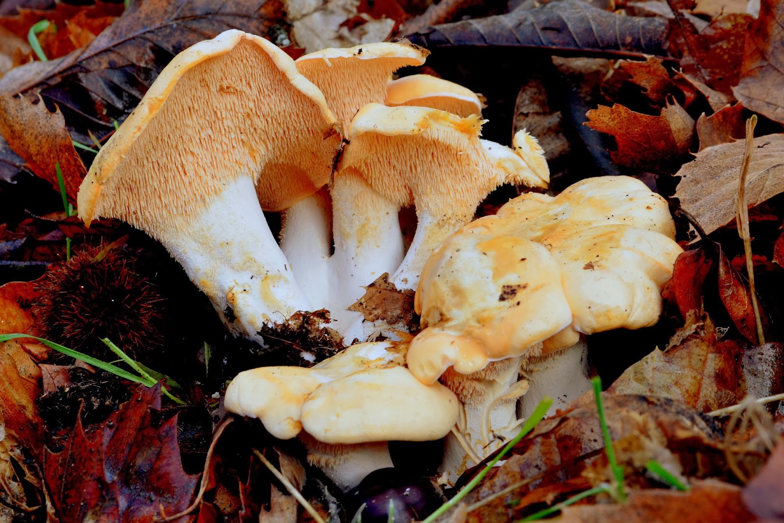Setas Extremadura : Hydnum Repandum
