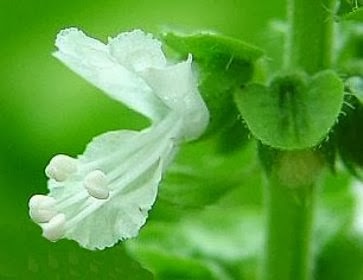LA TIERRA Y SU GENEROSIDAD: ALBAHACA (Ocimum basiliscum)