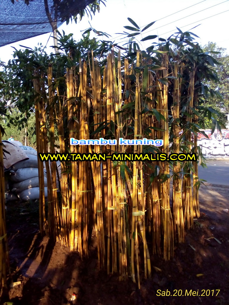 Jual pohon bambu kuning | harga pohon bambu | aneka tanaman bambu ...