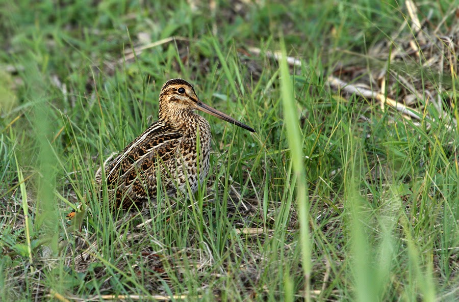 Kokosukeltaja: Väsähtänyt kurppa