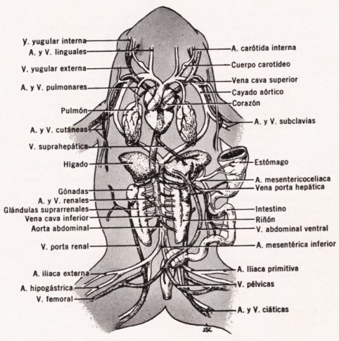 Equipo 1 Practica Del Pollo