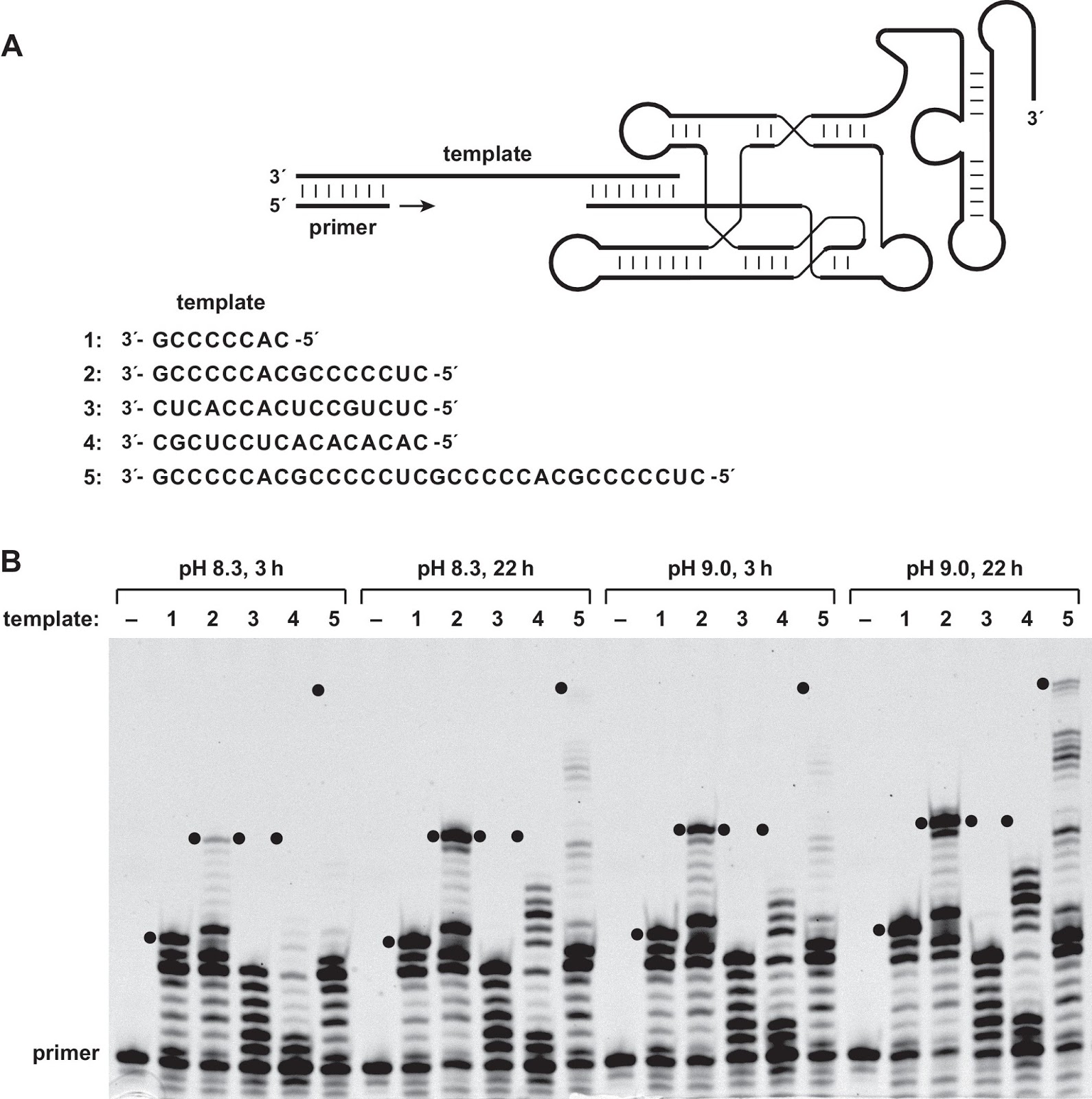 Desafiando a Nomenklatura Científica: Uma transcriptase reversa de ribozima