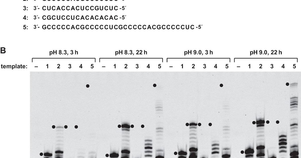 Desafiando a Nomenklatura Científica: Uma transcriptase reversa de ribozima
