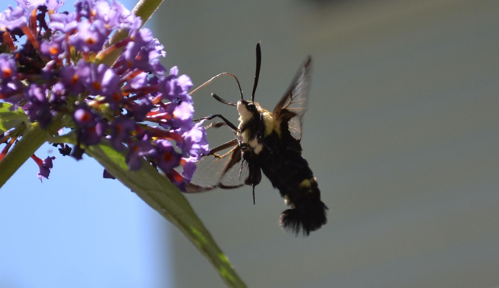 flowing waters: Butterflies and bugs