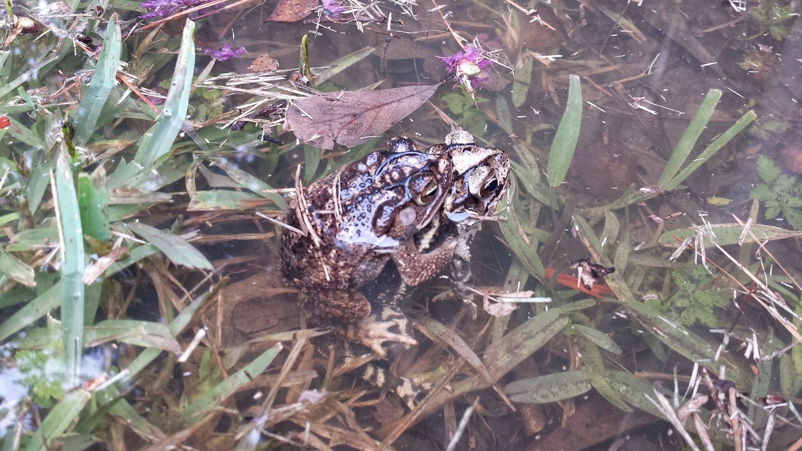 Journals of an Amateur Naturalist: Raining Toads