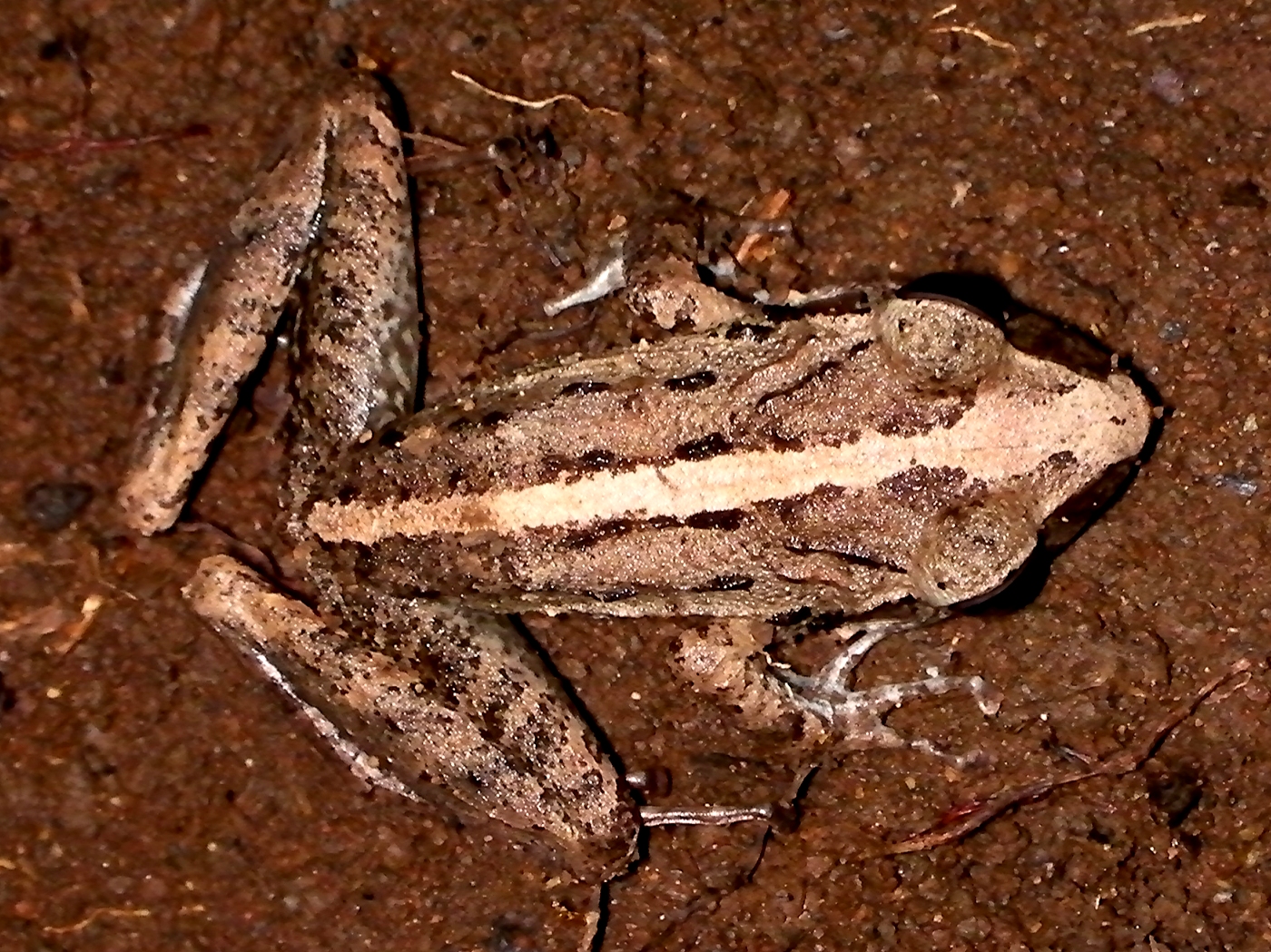 Quaoar Power Zoo: Frog of Costa Rica