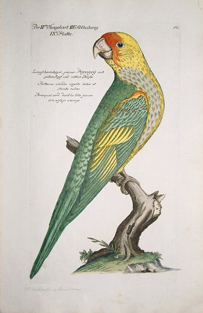 BOOKTRYST: Parrots Found In Rare Book On German Birds: The Writing ...