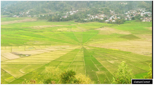 Sawah Padi Seperti Sarang Labah labah. - Gaban Comel