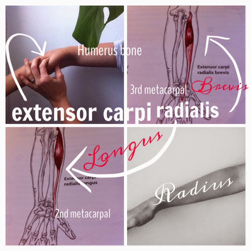 The Hip Joint: Extensor Carpi Radialis LONGUS & BREVIS: wrist-extensor ...