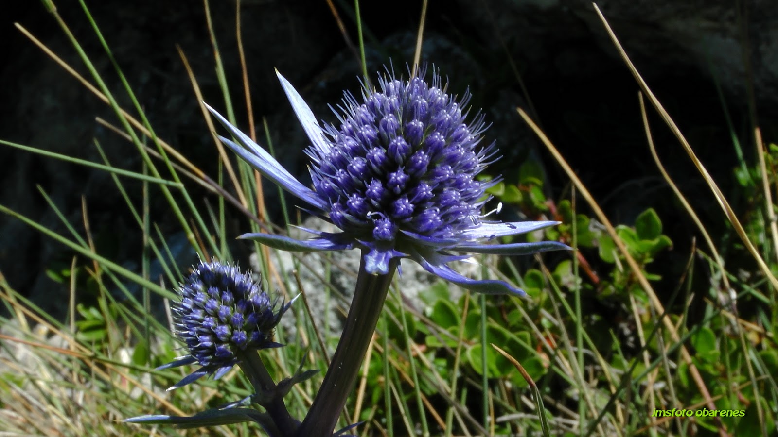 MONTES OBARENES ENTORNO Y VIDA: Cardo azul (Eryngium bourgatii)