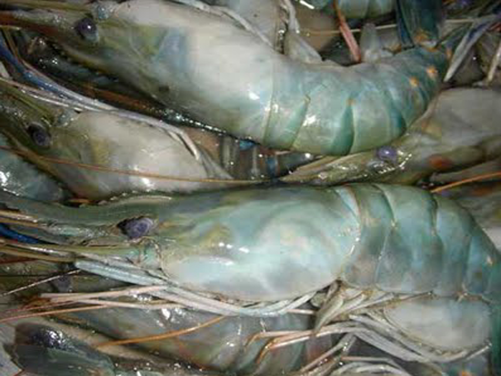 Lobster Farming | Modern Farming Methods