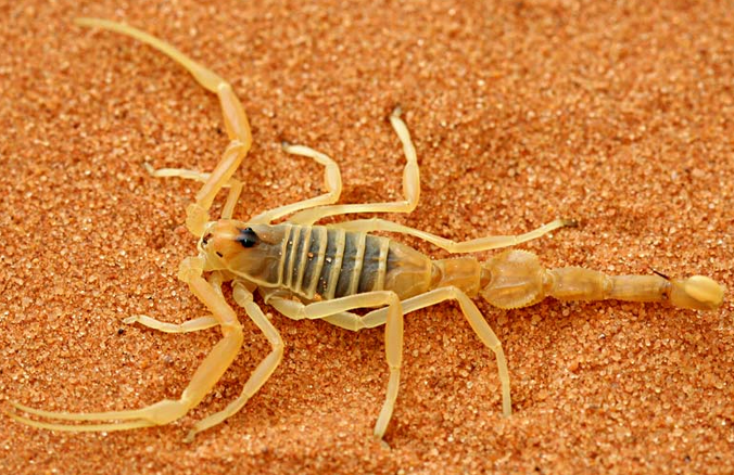 Animals: Scorpions in Saudi Arabia