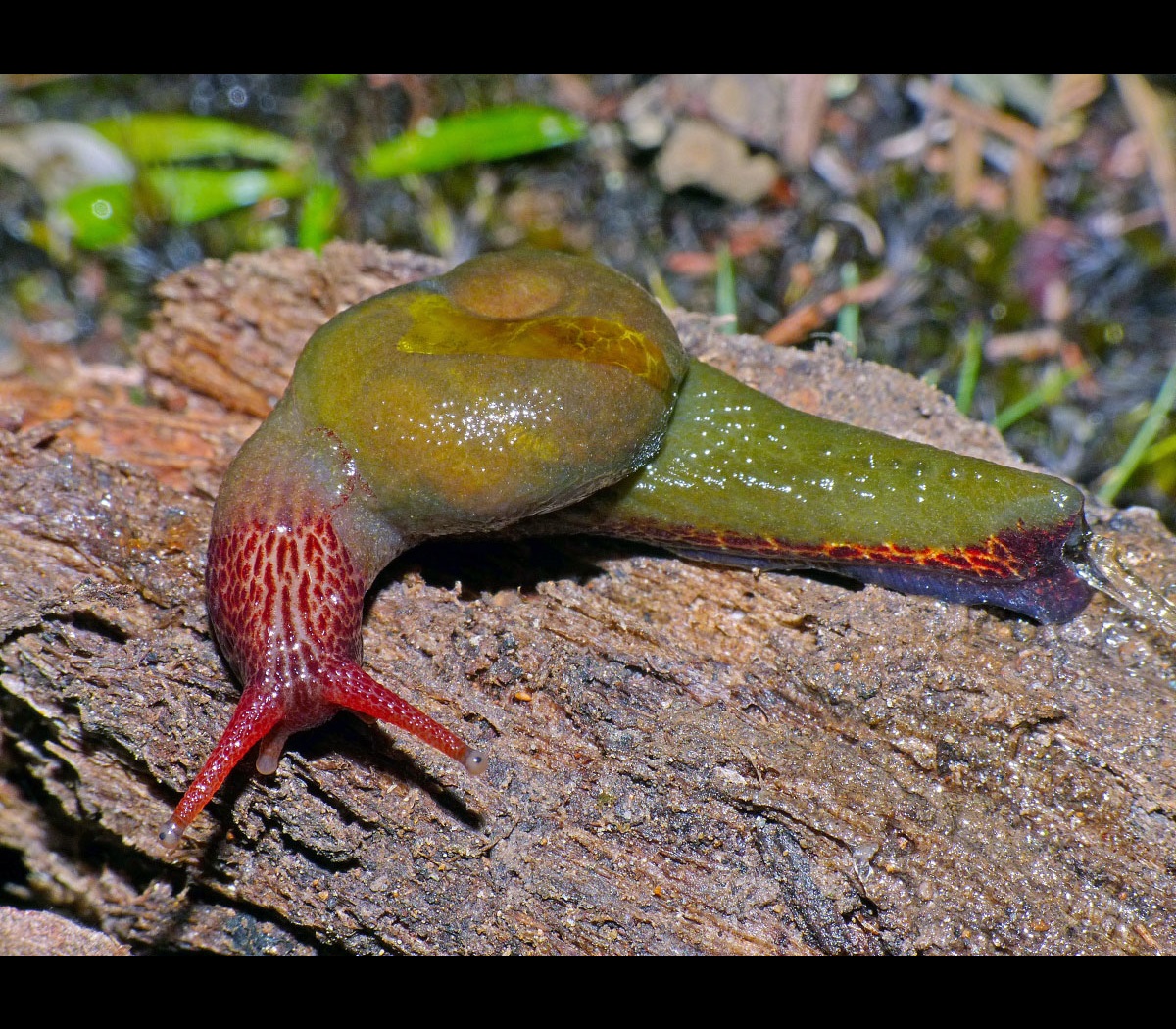 Species New to Science: [Gastropoda • 2017] Attenborougharion gen. nov ...
