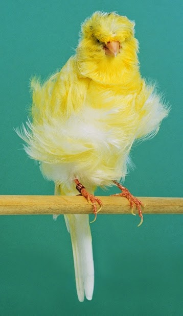 LOS CANARIOS DE POSTURA: Canarios Rizados (1): noviembre 2014