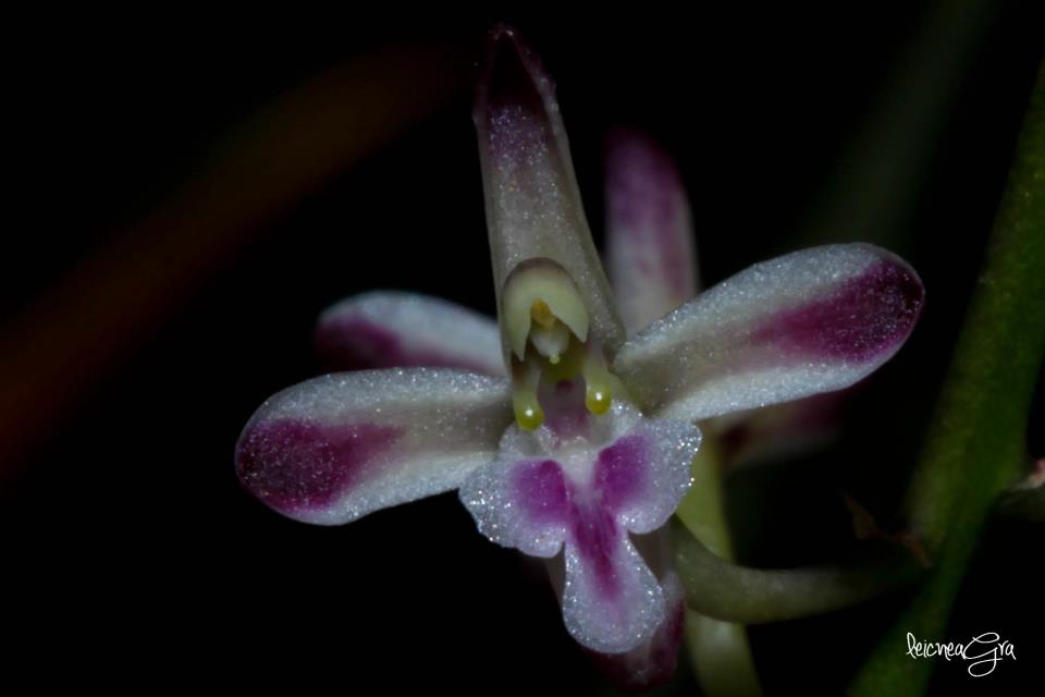 Wild orchids in sumatra: Acriopsis sumatrana Schltr., 1900