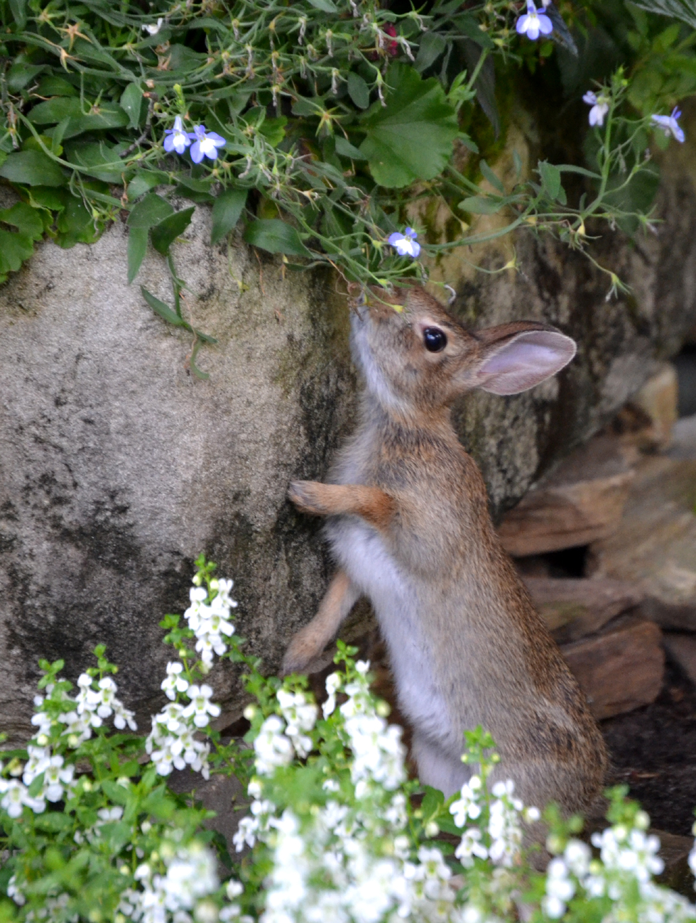 Woods Walks and Wildlife: Florida Adventure, Part 1: Disney World Animals