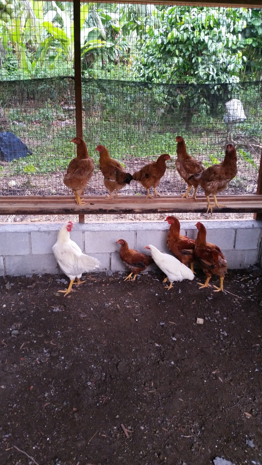 Warisan Petani: DIY : Reban Ayam 2