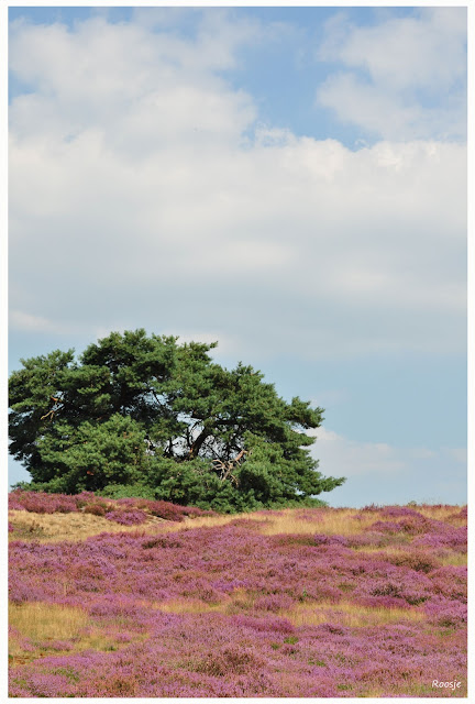 Natuur, cultuur en alles wat boeit ...: De heide bloeit