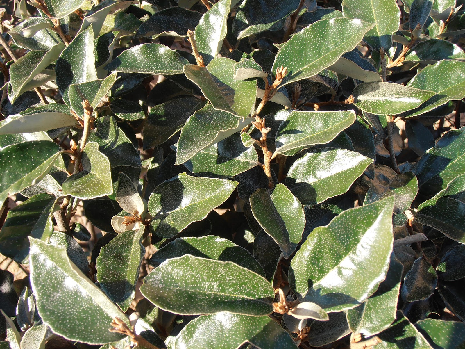 ELEAGNO: Elaeagnus x ebbingei | Plantas rioMoros