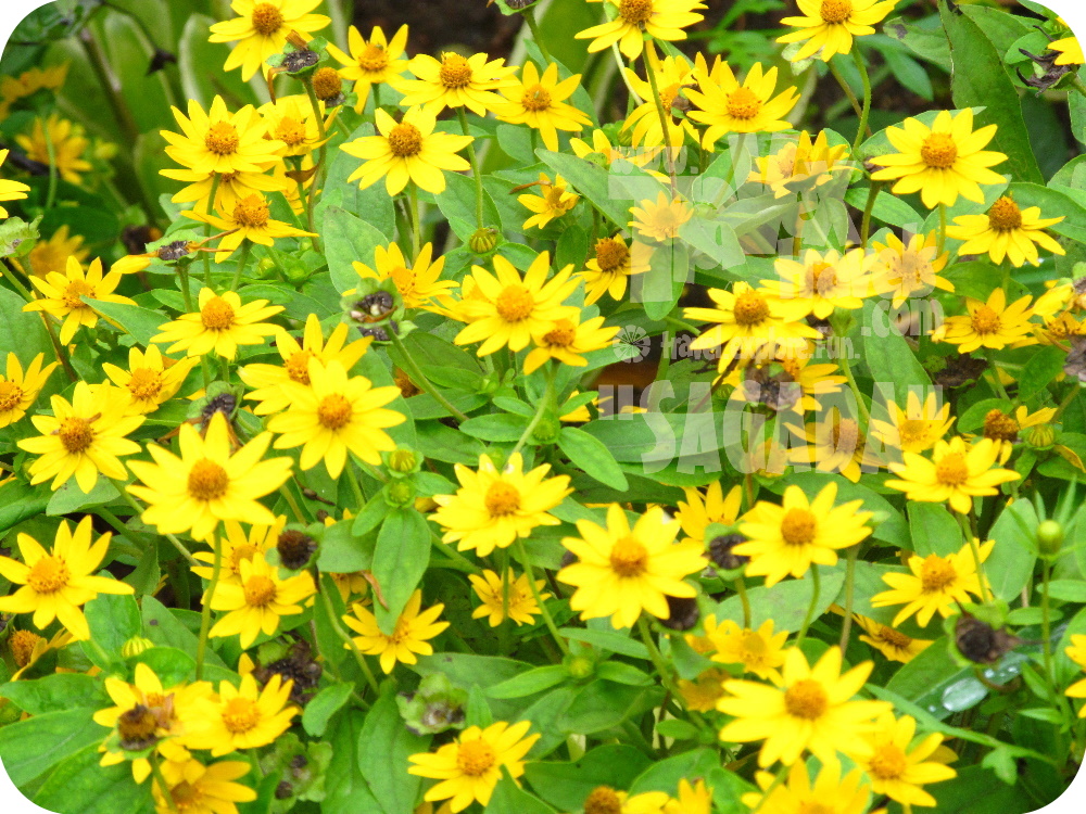 Of Misty Morning, Mountain Dew and Sagada Flowers - Travex Travels ...