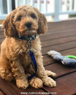 Cute Cockapoos: Cockapoo Coat Variations