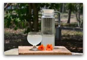 5 Amazing Health Benefits of Neera (Coconut) - Wildturmeric