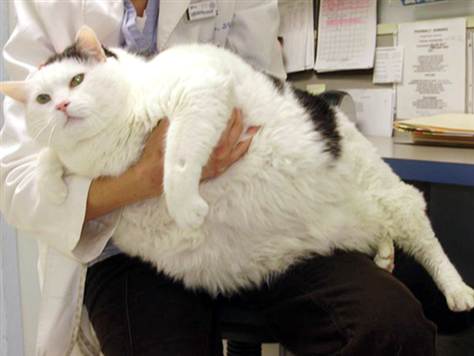 Top 10 fattest cats In The World| FunSite