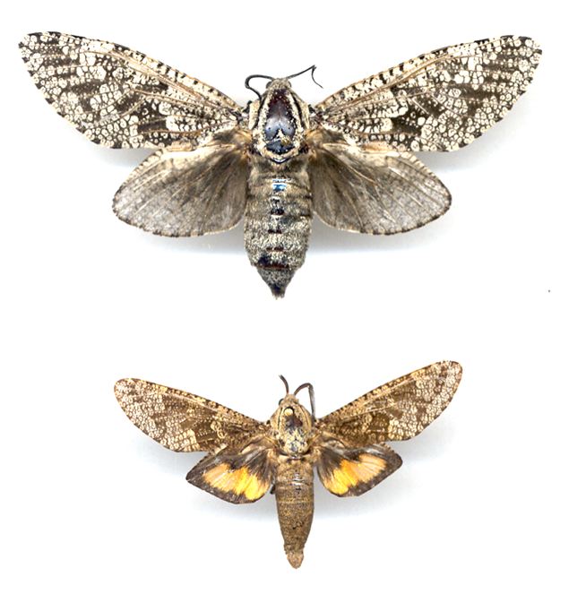 Field Biology in Southeastern Ohio: What's In A Log? Forest Insect Pests!