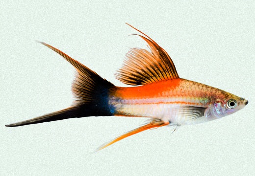 Ikan Pedang (Swordtail) - Akuarium Ikan Hias