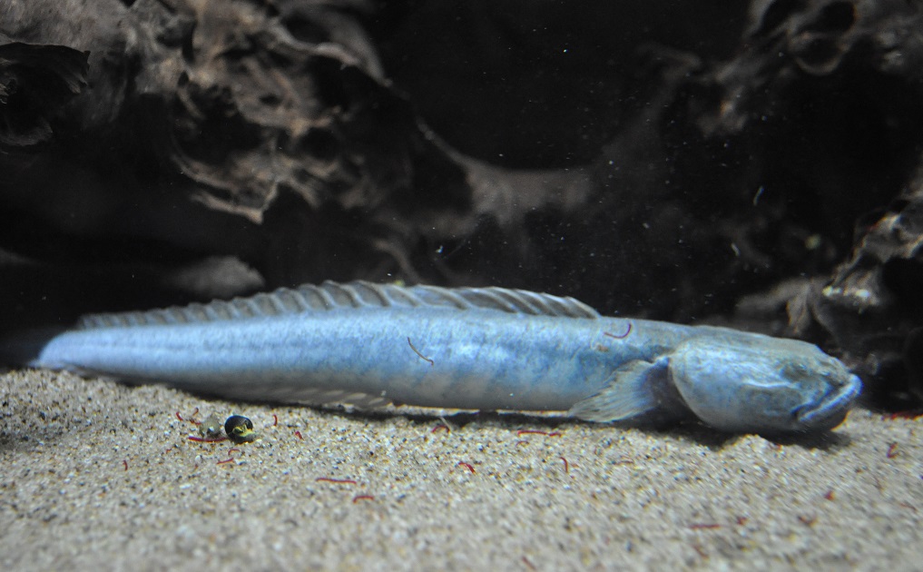 ZOOTOGRAFIANDO (6.100 ANIMALS): GOBIO VIOLETA (Gobioides broussonnetii)