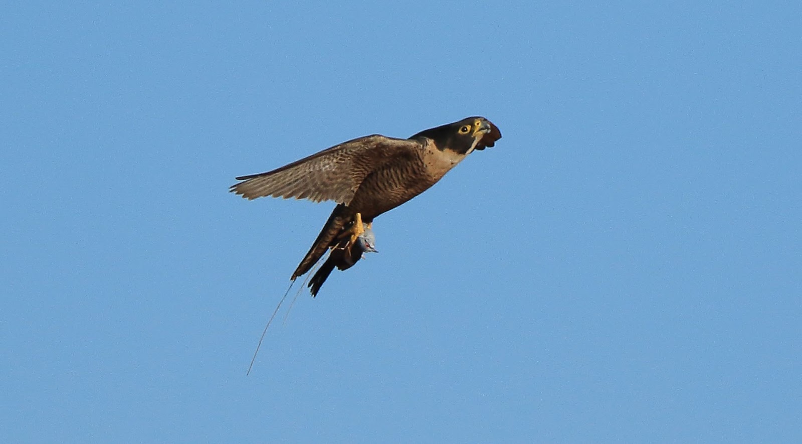 Richard Waring's Birds of Australia: Peregrine Falcon at Nyirripi