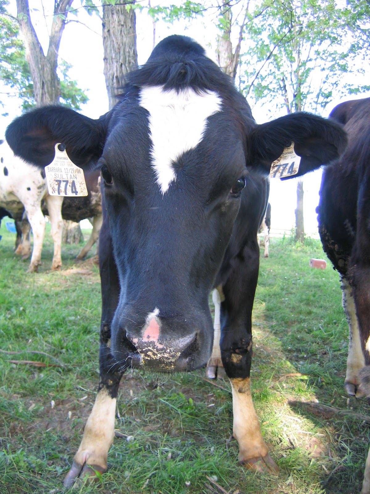 See What's Happening at Dial Dairy Farm!