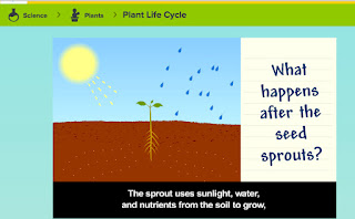 kinderbees: Plant Life Cycle