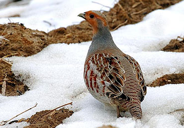 GAZİANTEPLİ CEMİL USTANIN KAFESLERİ: KEKLİK ÇEŞİTLERİ