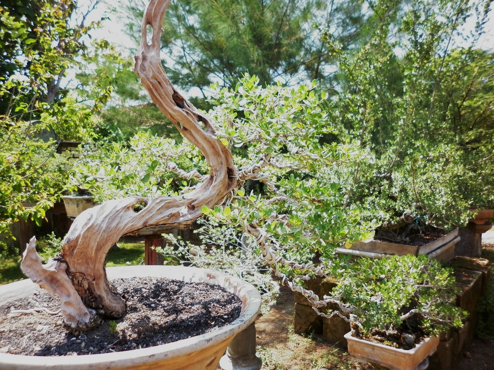 Langgeng Asri Bonsai: Santigi Unik