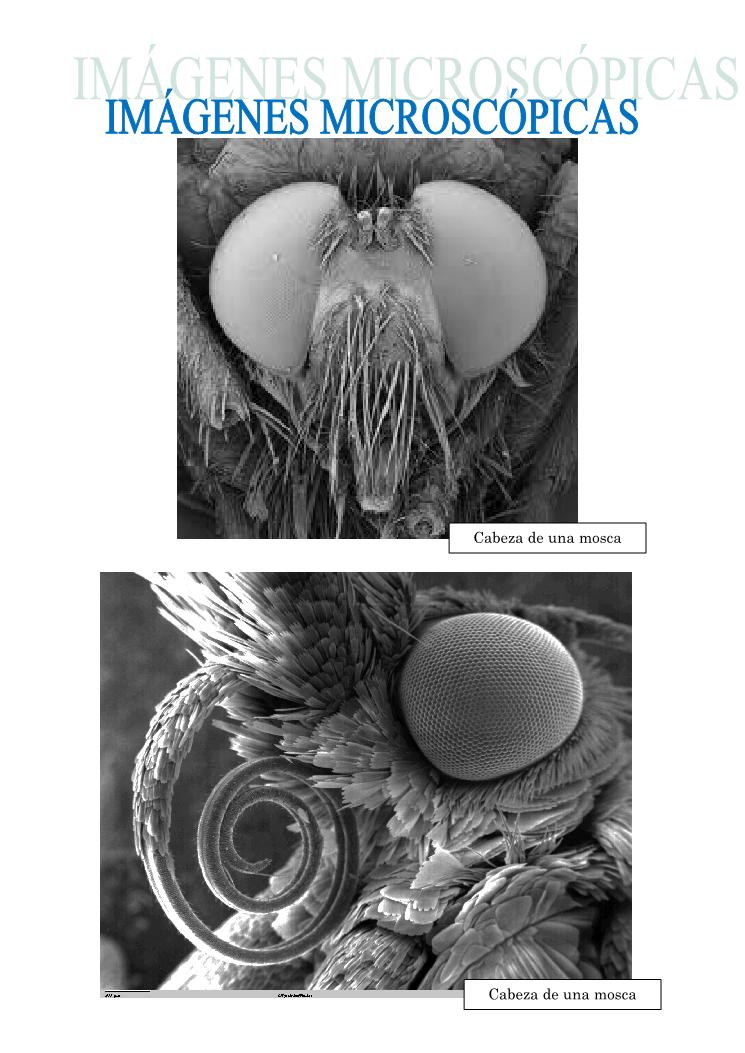 DEL QUINTO AL SEXTO: Al microscópio...