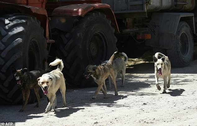White Wolf : Chernobyl's stray dogs offered new life in US