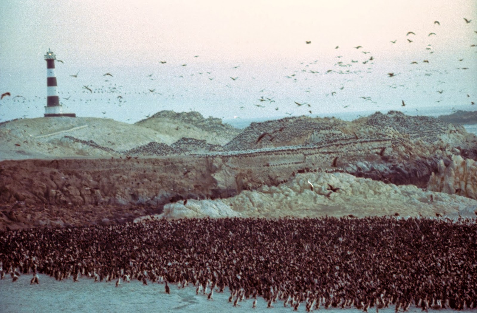 Islas y puntas del Perú: Punta Coles