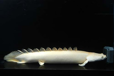 Mania de Aquário: Polypterus sp.