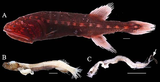 Artes de Pesca: ACTINOPTERYGII