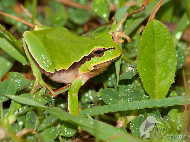 Bicherío Xtremo: La Ranita de San Antonio...